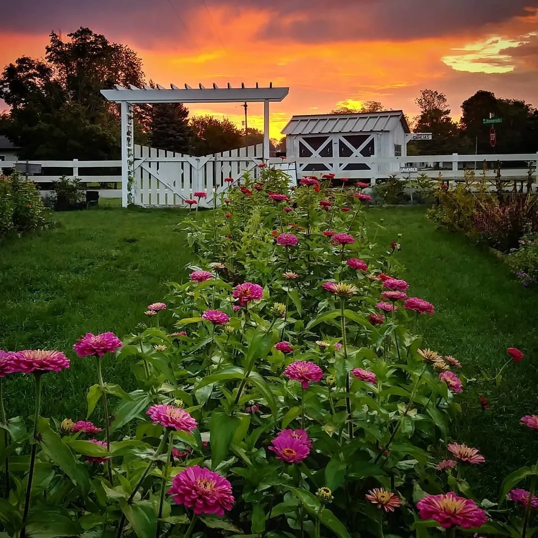 How to Grow: Zinnias — Three Acre Farm