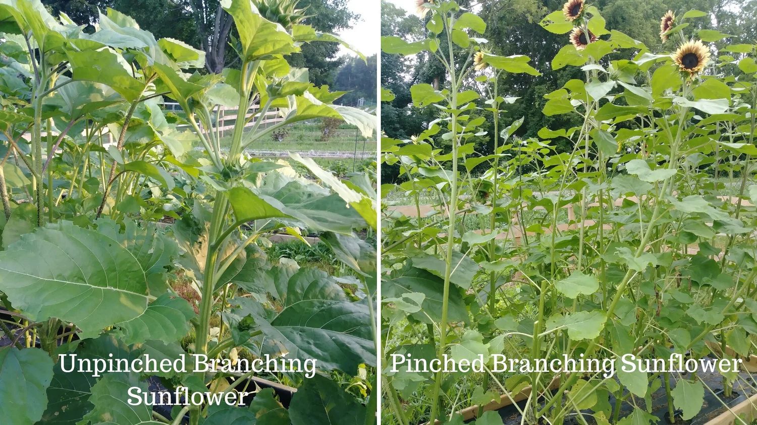 How to Grow: Sunflowers — Three Acre Farm