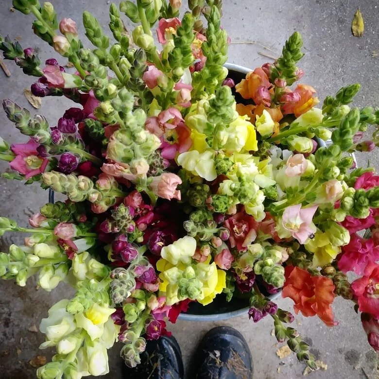 How to Grow: Snapdragons — Three Acre Farm