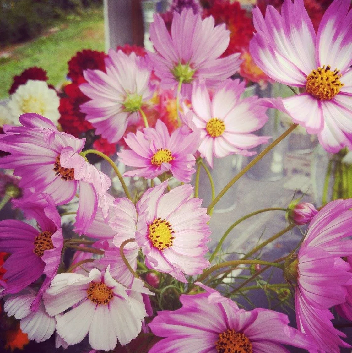 How to Grow: Cosmos — Three Acre Farm