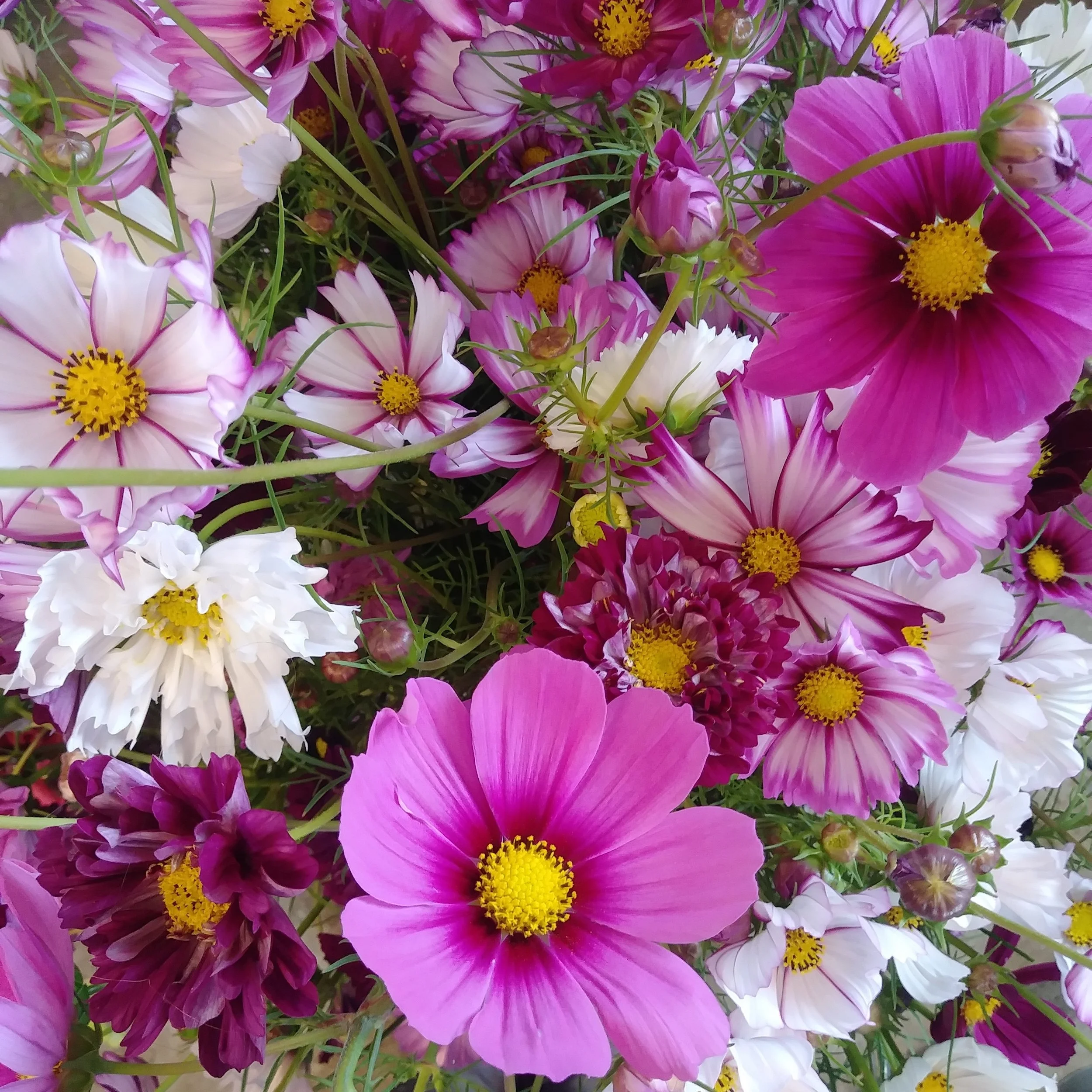How to Grow: Cosmos — Three Acre Farm