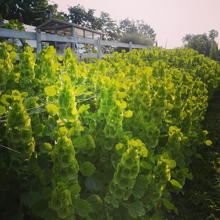 How to Grow: Bells of Ireland — Three Acre Farm