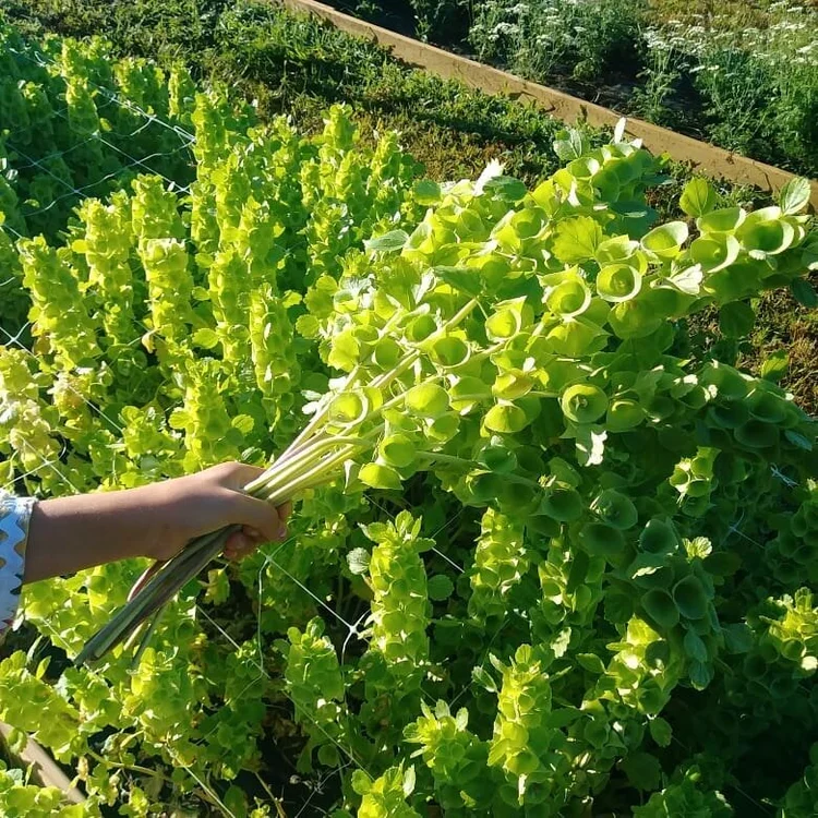 How to Grow: Bells of Ireland — Three Acre Farm