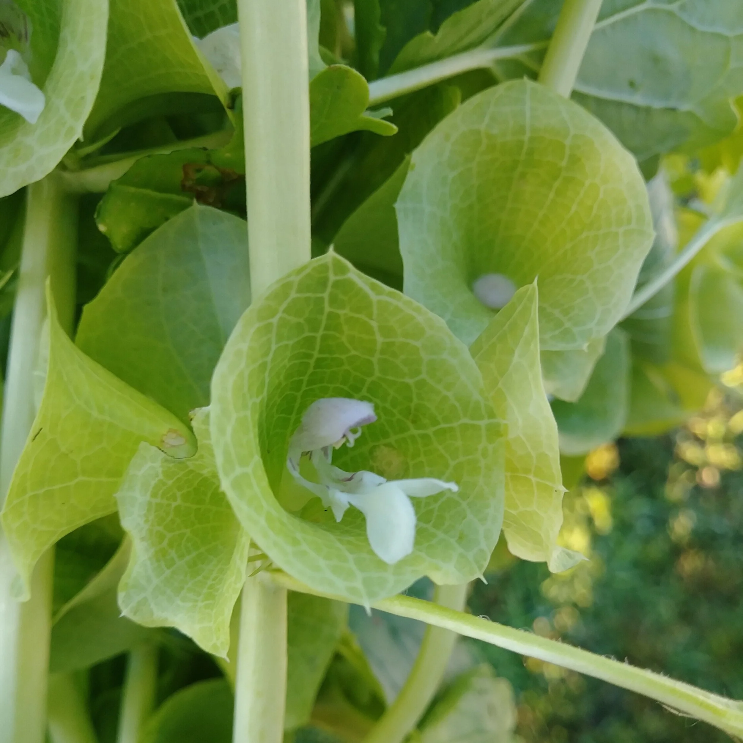 How to Grow: Bells of Ireland — Three Acre Farm