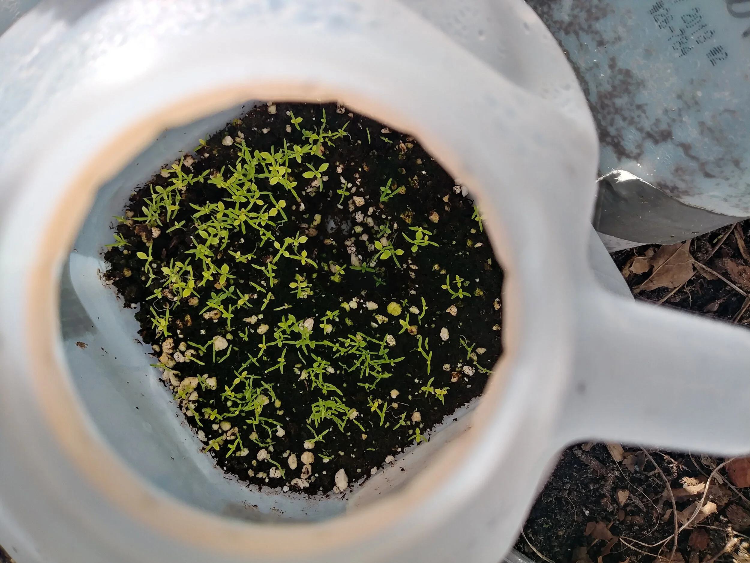 How to Grow: Poppies — Three Acre Farm