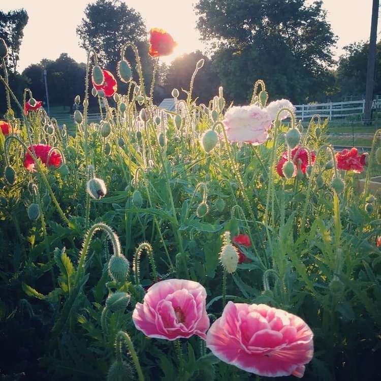 How to Grow: Poppies — Three Acre Farm
