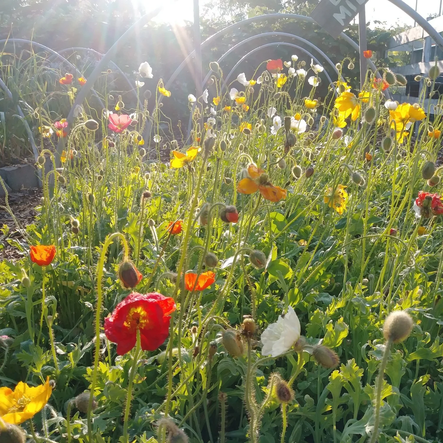 How to Grow: Poppies — Three Acre Farm