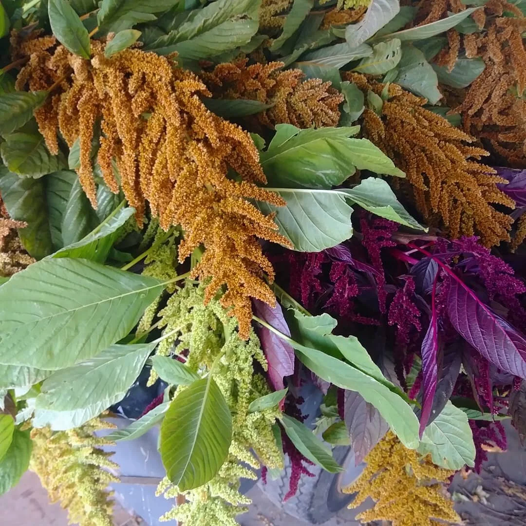 How to Grow: Amaranth — Three Acre Farm
