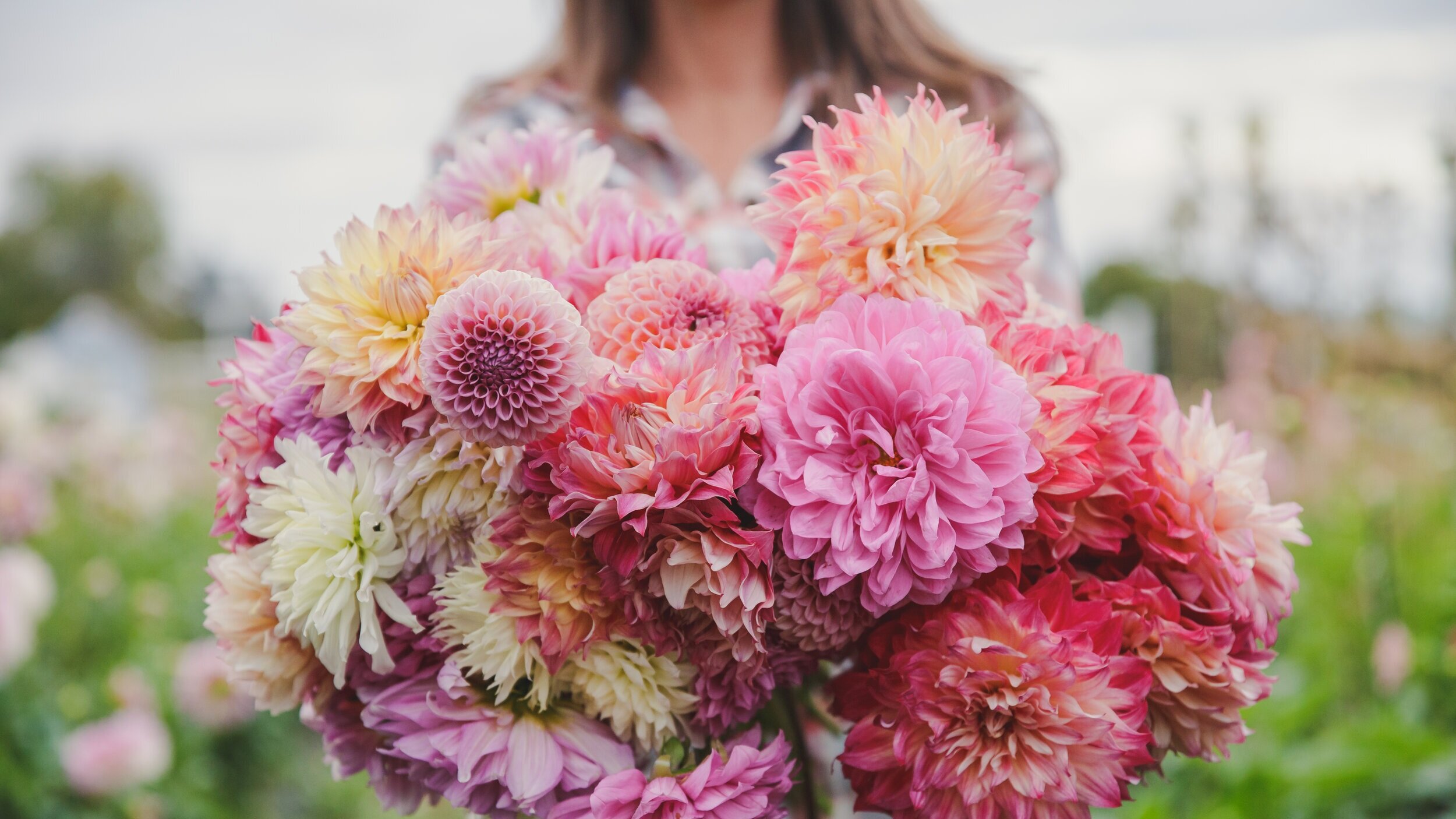 2025 Dahlia Tuber Collection — Three Acre Farm