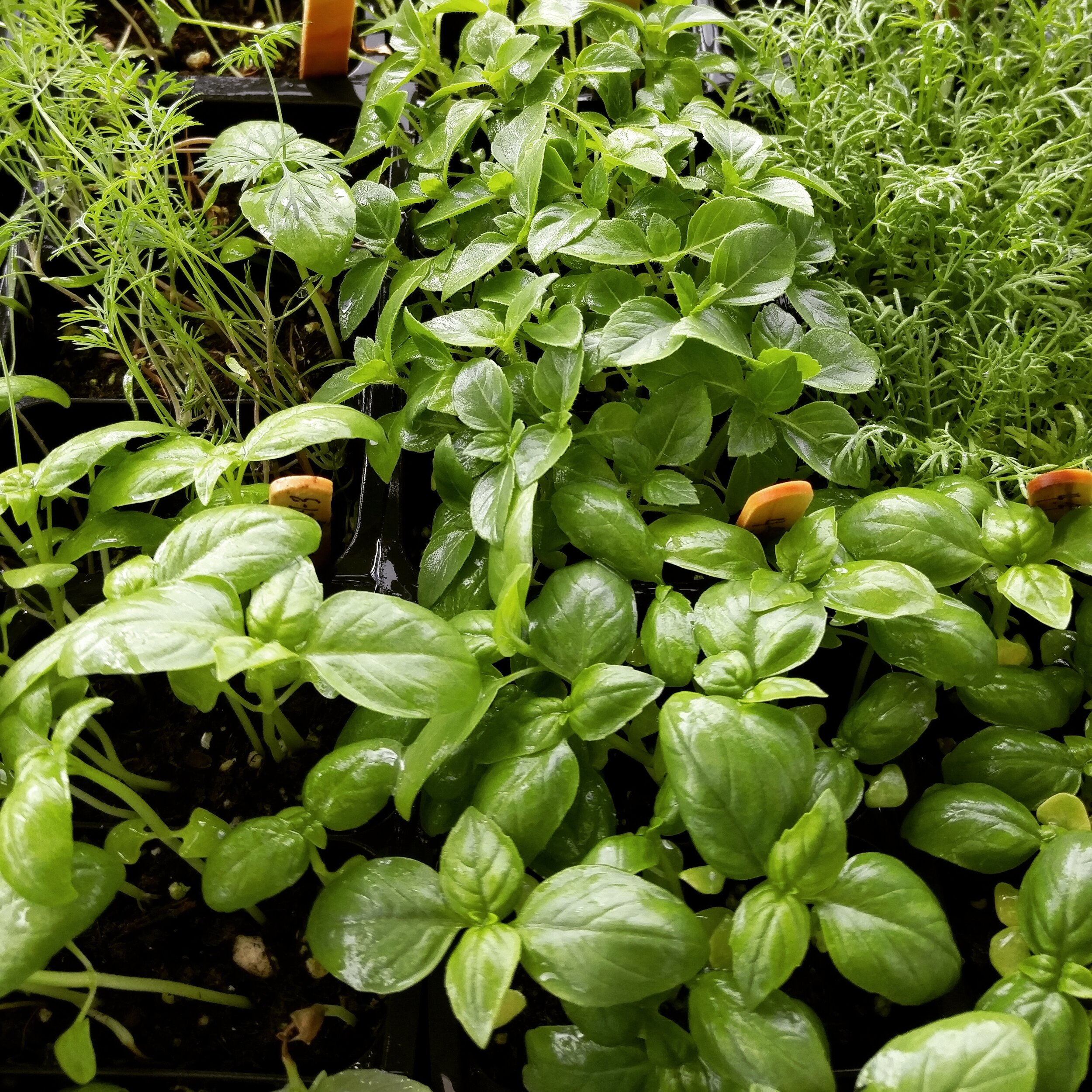 How to Start Seeds — Three Acre Farm