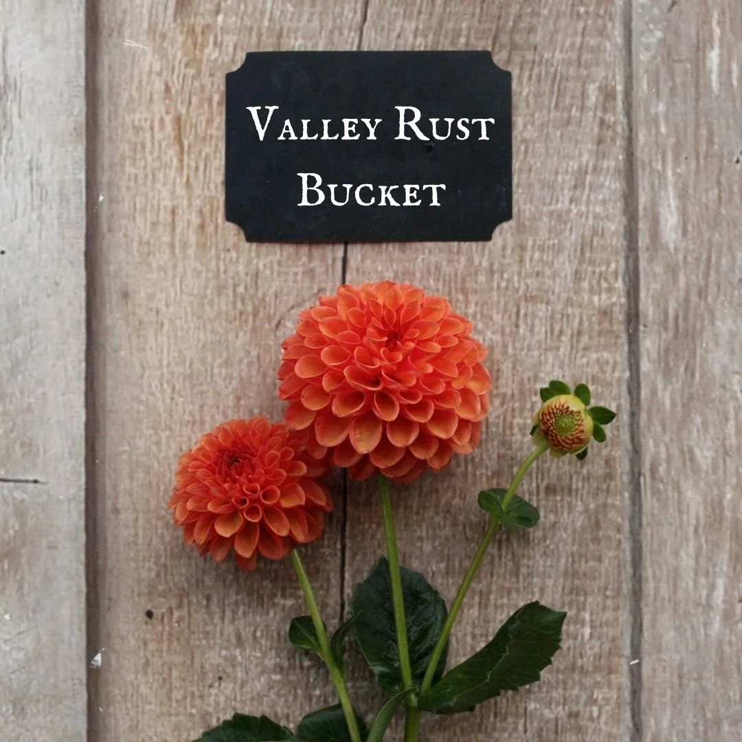 Dahlia Tubers — Three Acre Farm