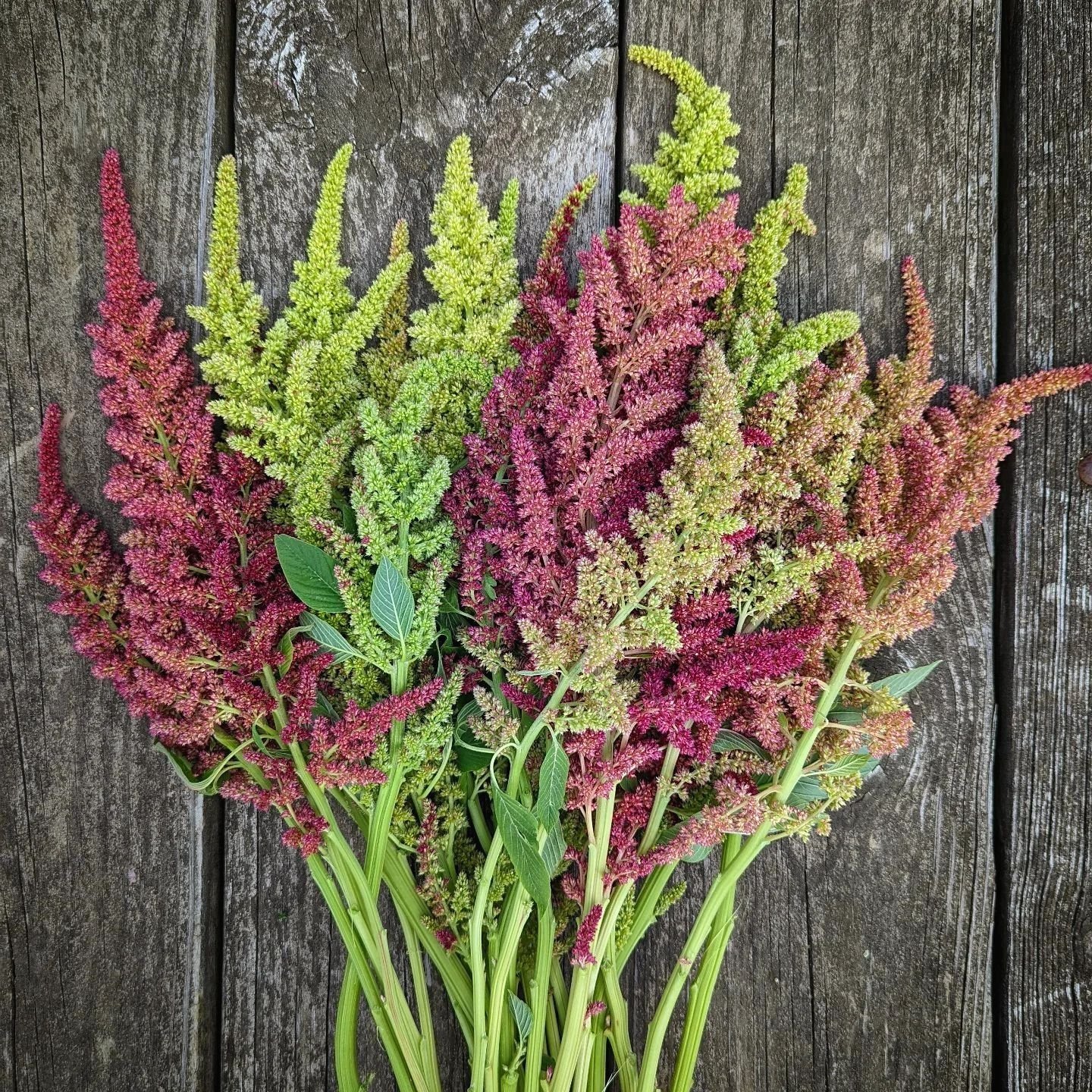 Seeds — Three Acre Farm