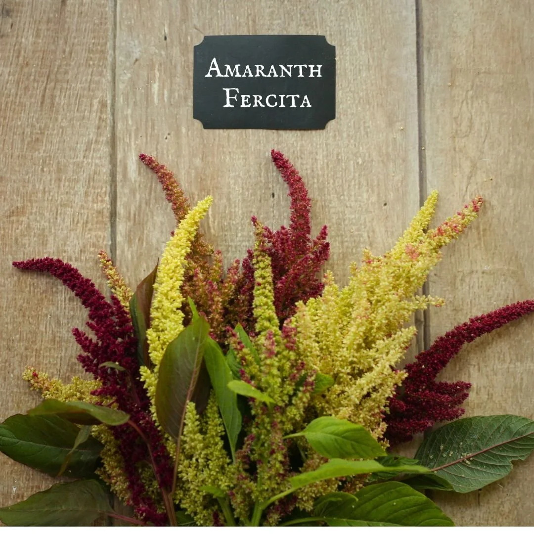 Seeds — Three Acre Farm