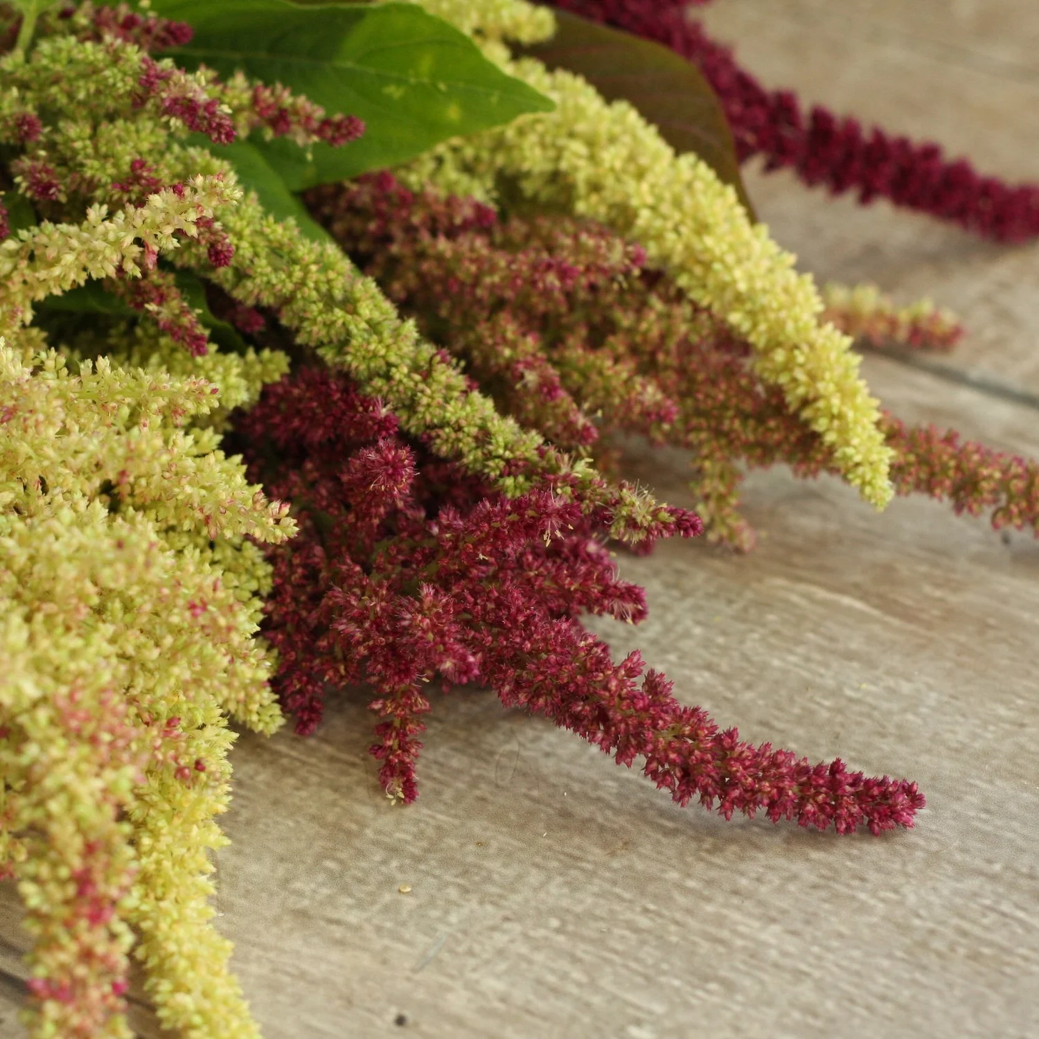 Seeds — Three Acre Farm