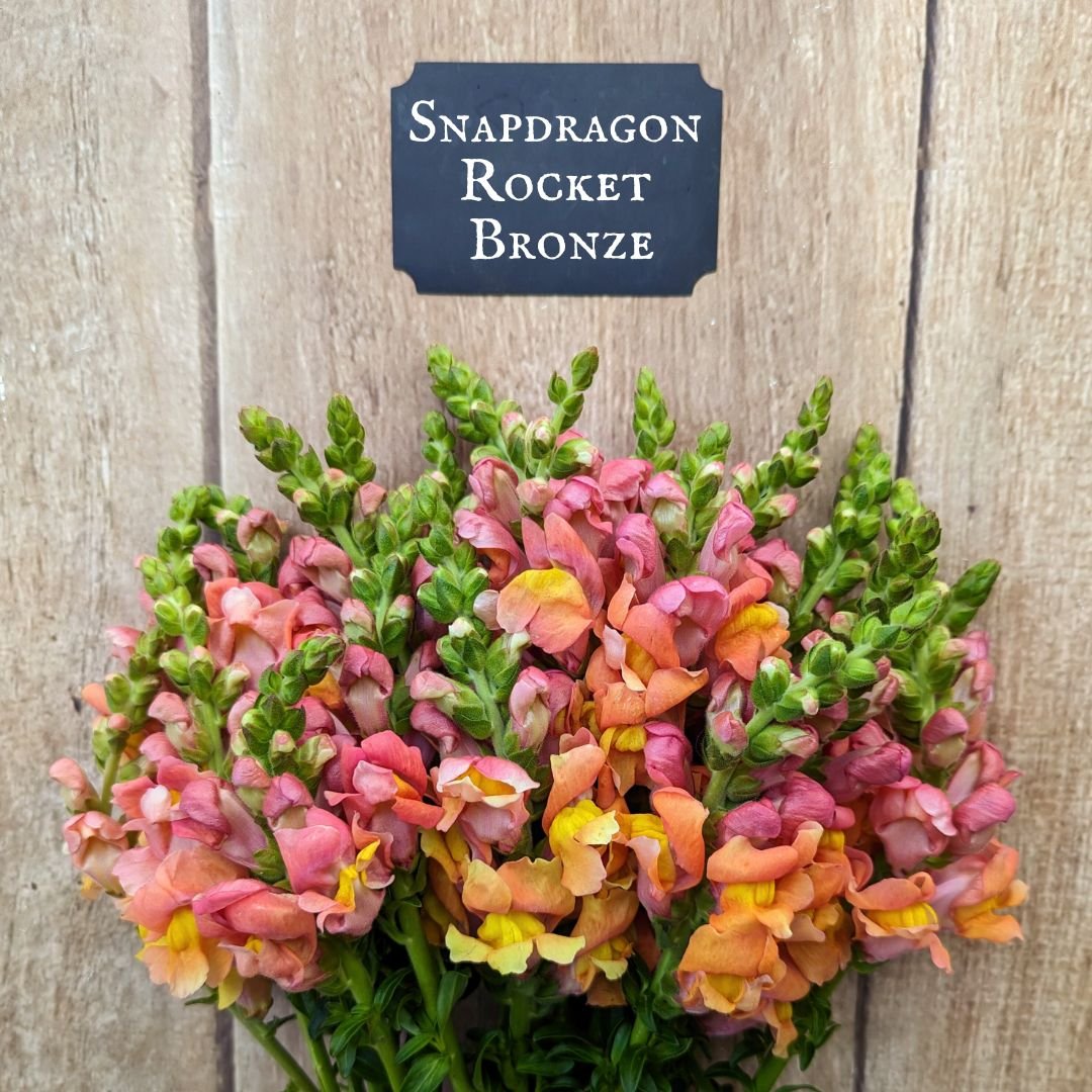 Snapdragon “Rocket Bronze” — Three Acre Farm