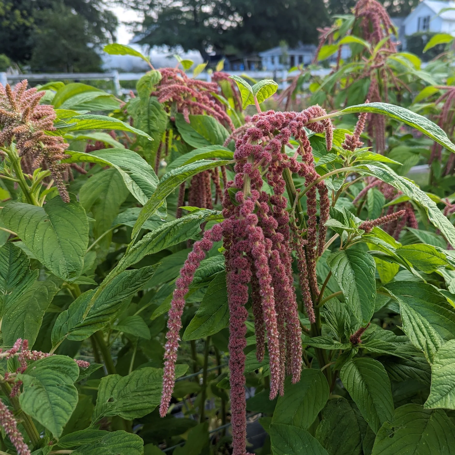 Seeds — Three Acre Farm