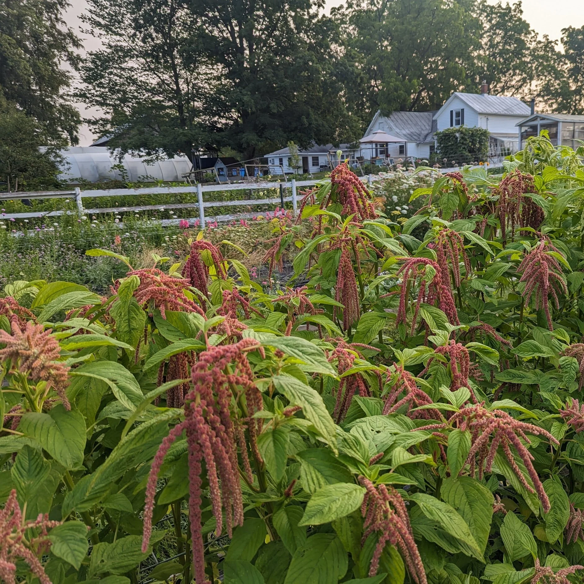 Seeds — Three Acre Farm