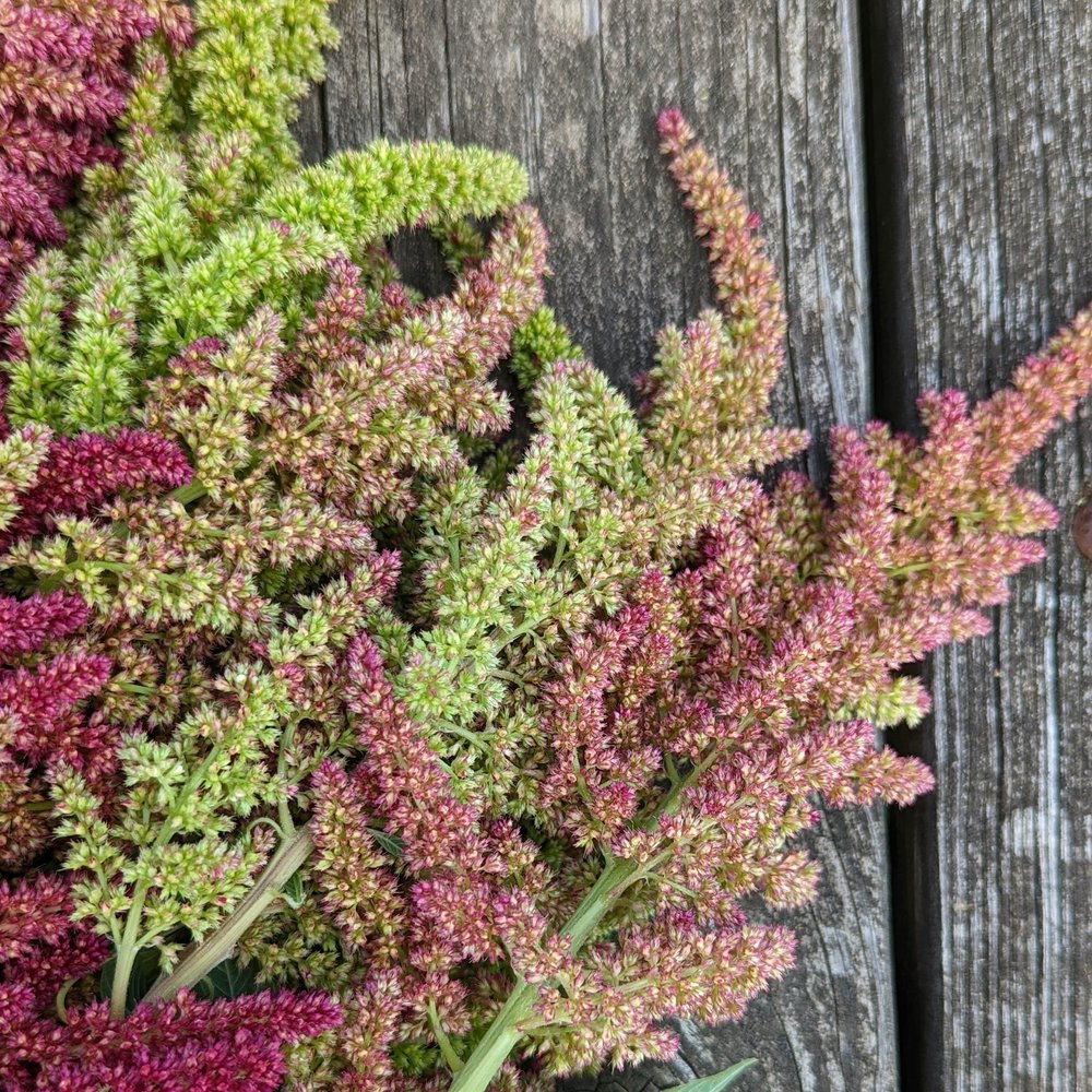 Seeds — Three Acre Farm