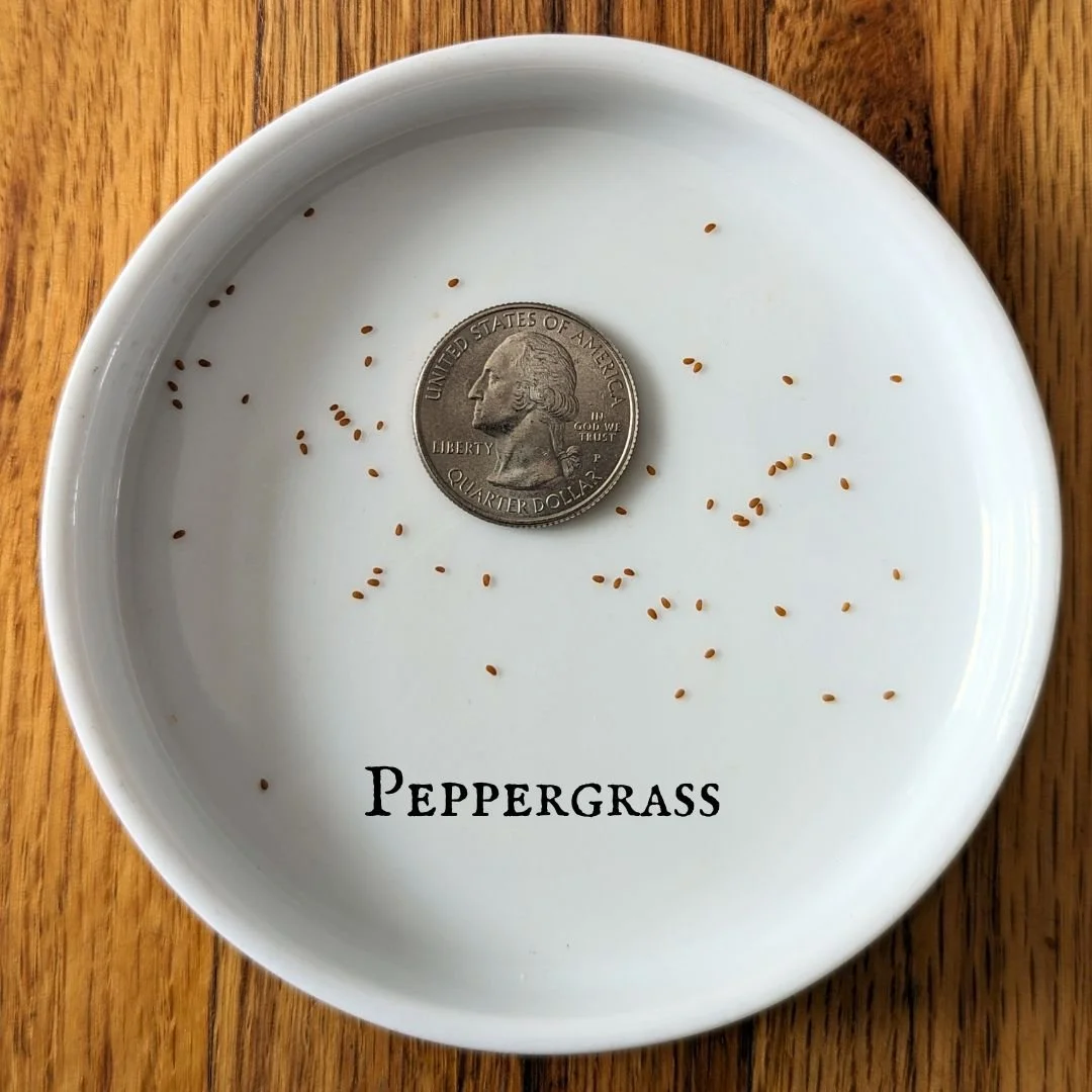 Peppergrass — Three Acre Farm