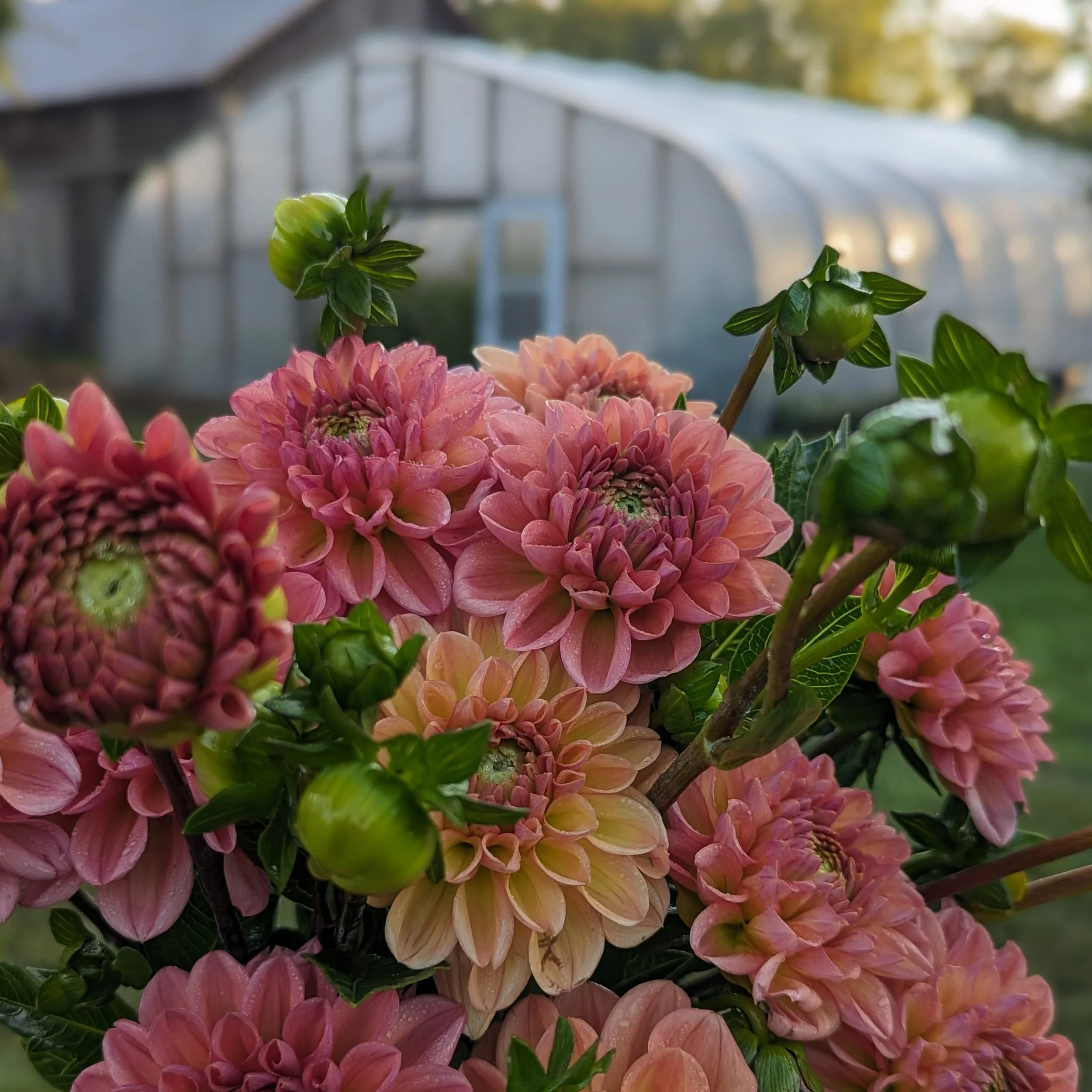 Lark's Ebbe — Three Acre Farm