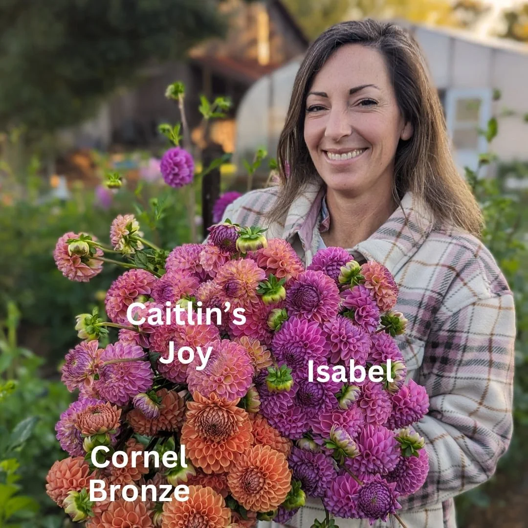 Caitlin's Joy — Three Acre Farm