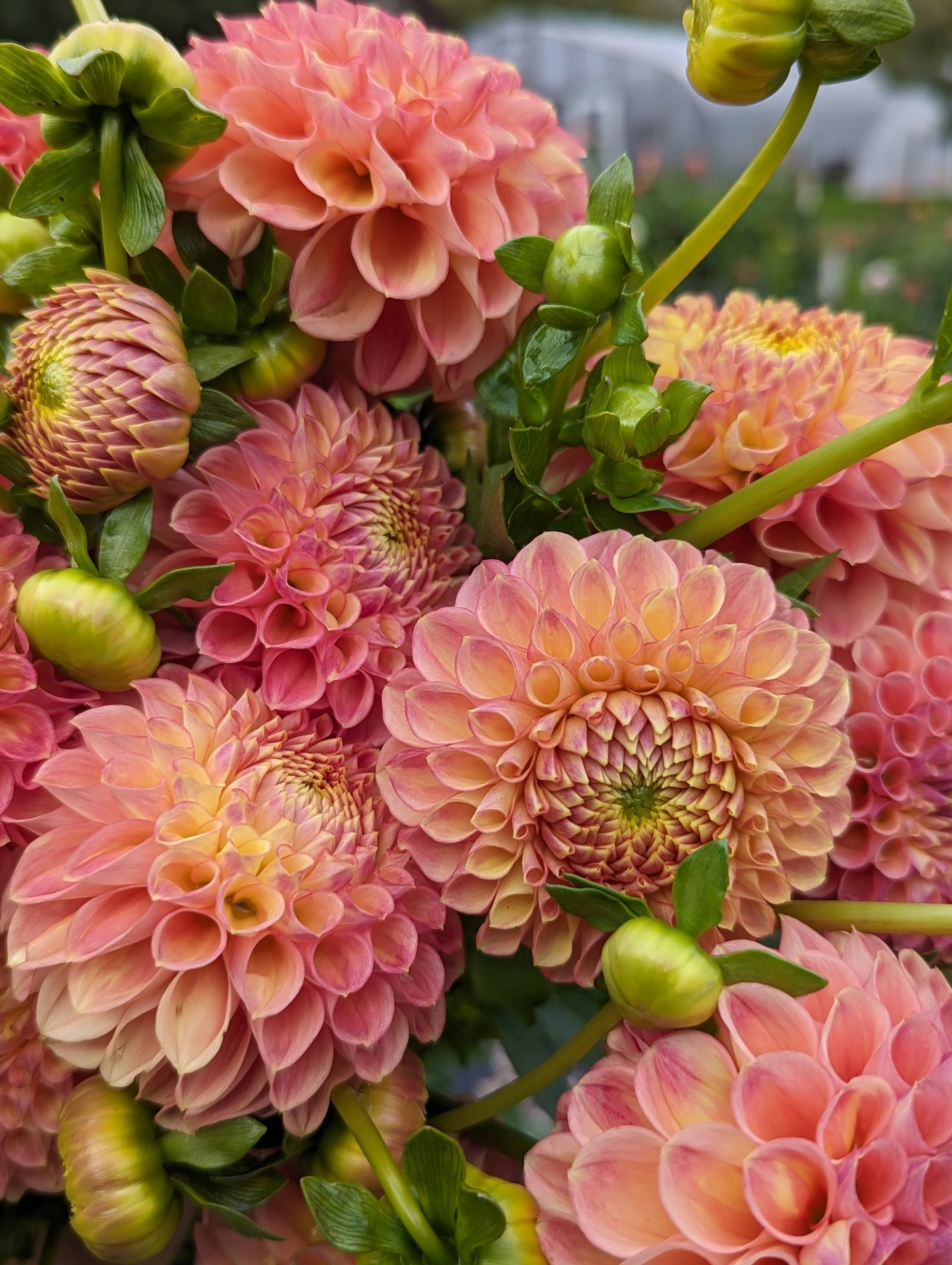 Snoho Doris — Three Acre Farm