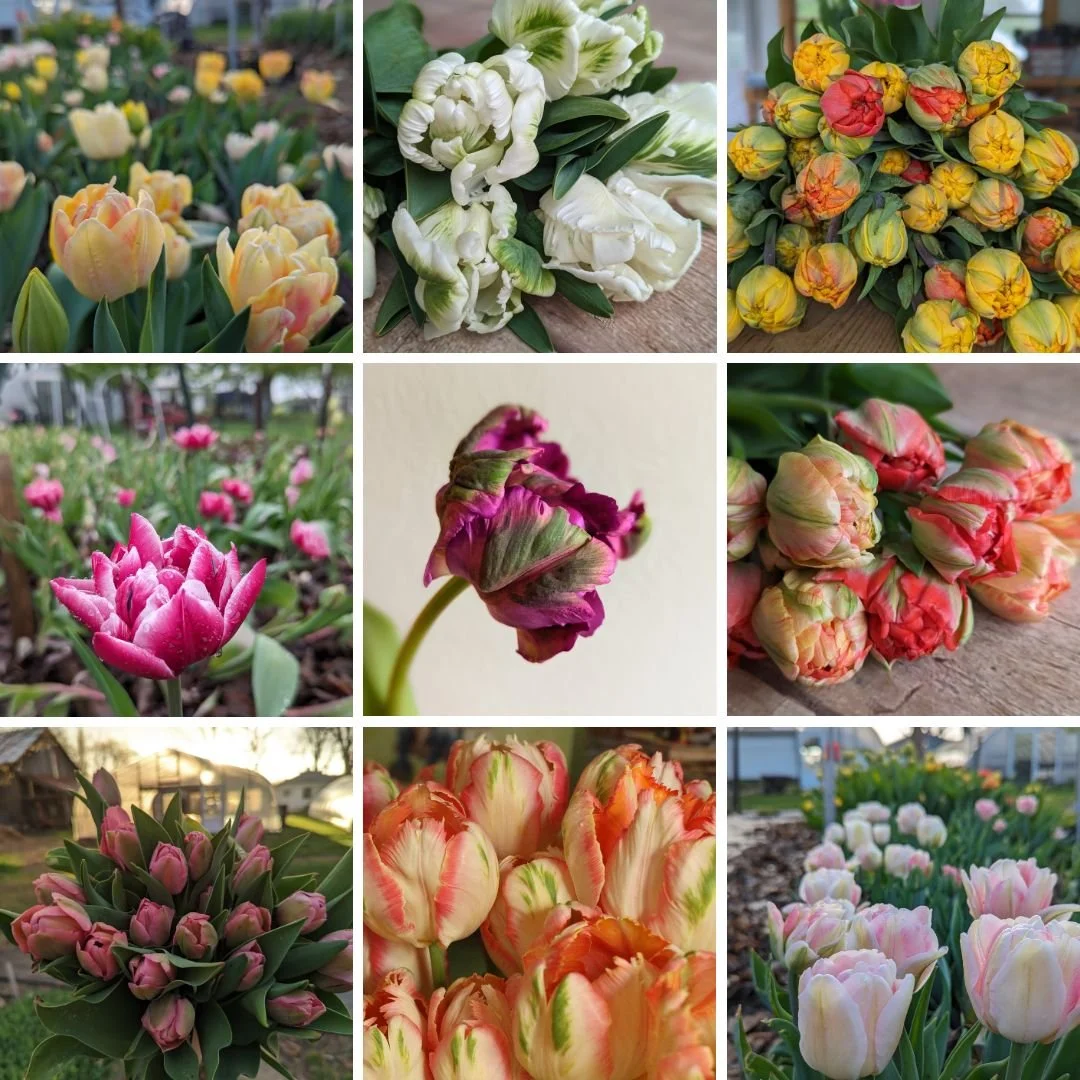 Blog — Three Acre Farm