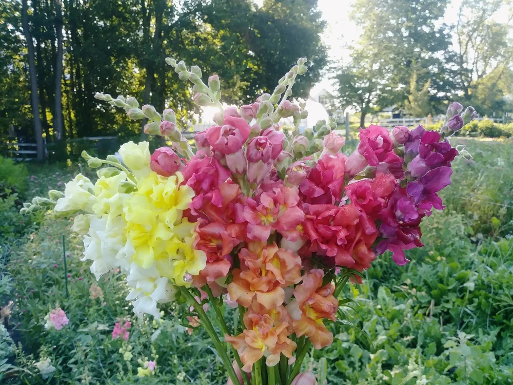 How to Grow: Snapdragons — Three Acre Farm