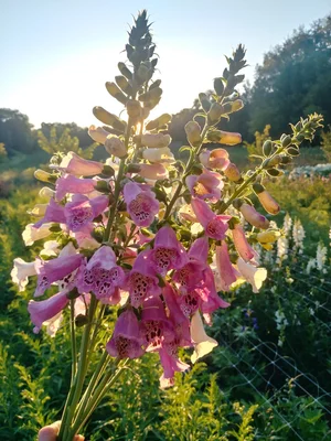 How to Grow Foxglove — Three Acre Farm