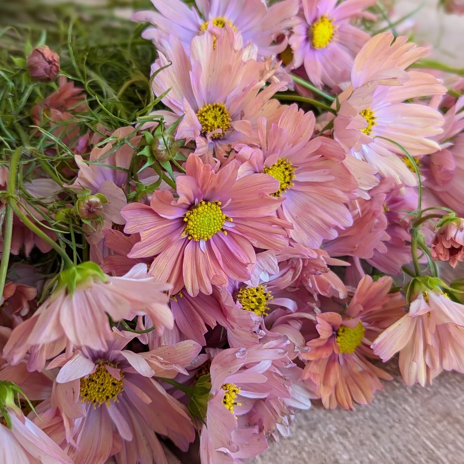 How to Grow: Cosmos — Three Acre Farm