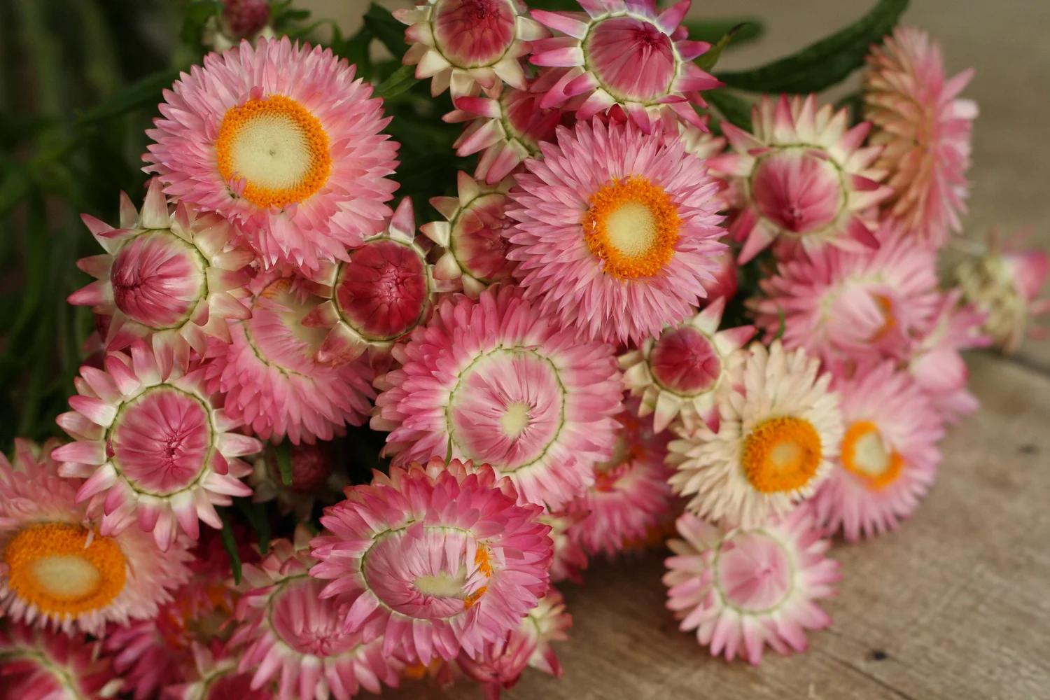 How to Grow: Strawflowers — Three Acre Farm