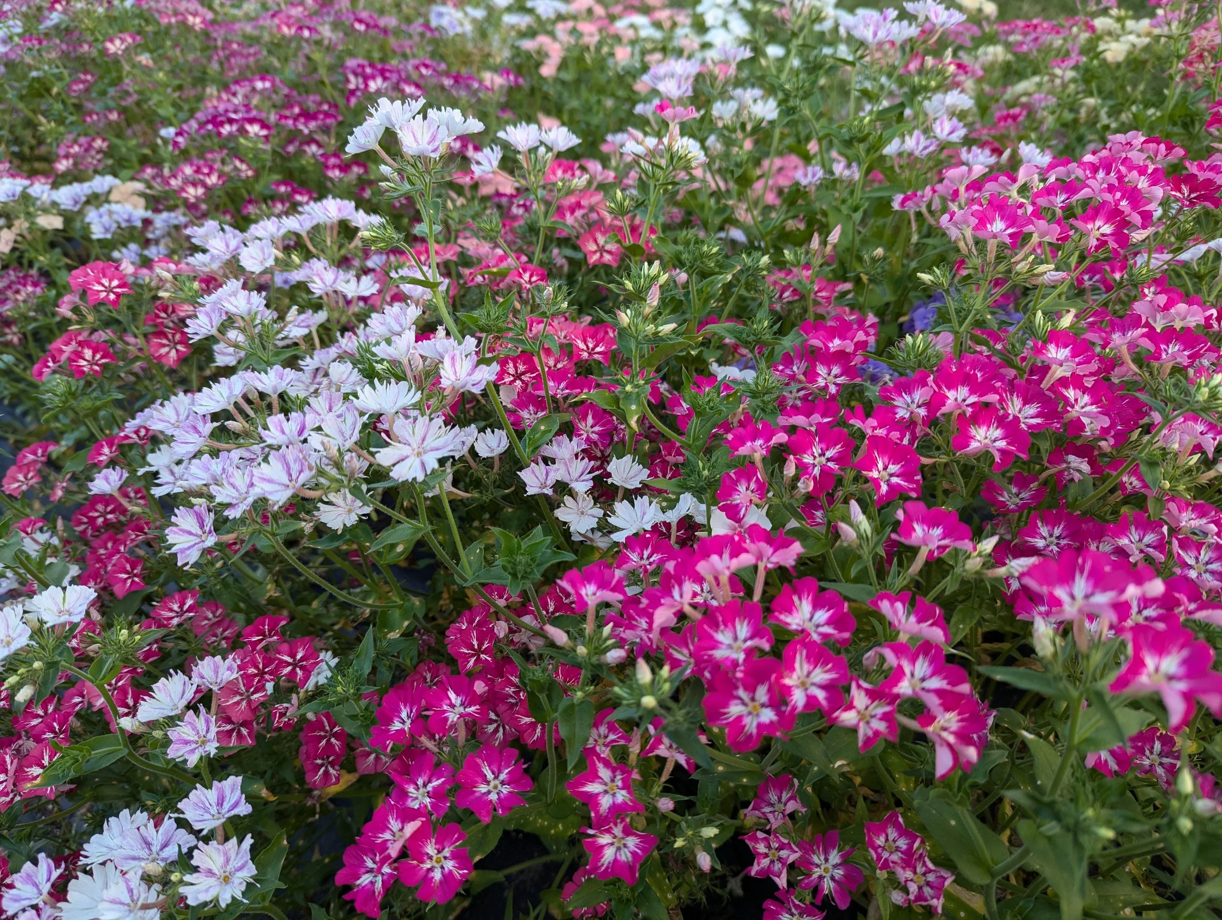 How to Grow Phlox — Three Acre Farm
