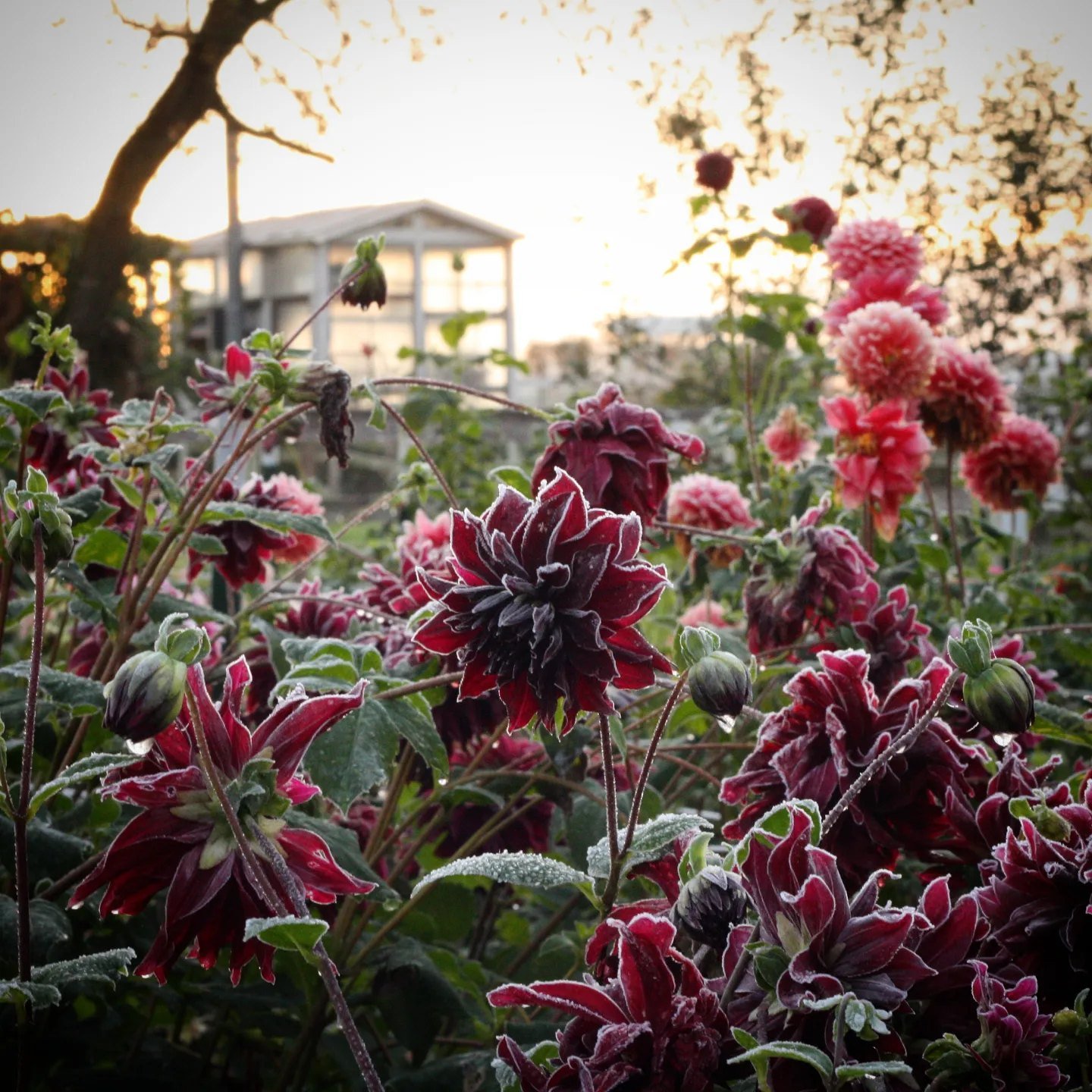 It’s Dahlia Evaluation Time on the Farm! — Three Acre Farm