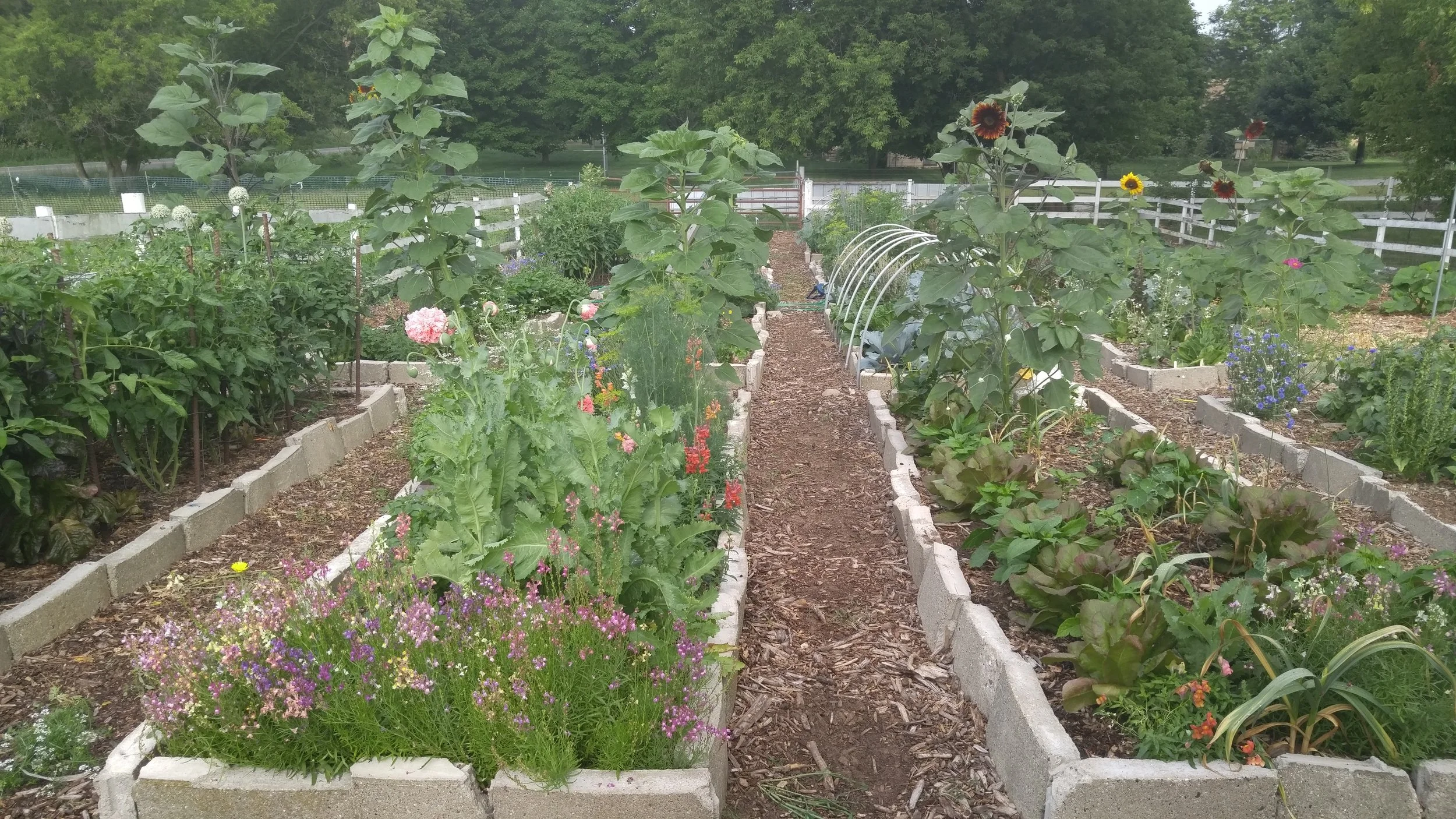 2024 Potager Garden Report — Three Acre Farm