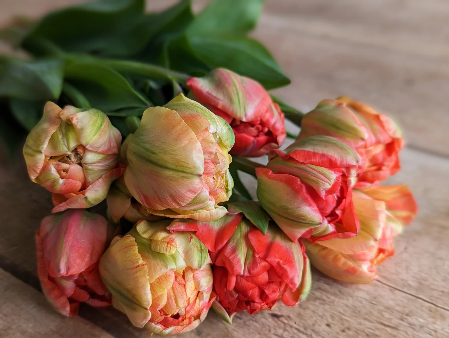 How to Plant Tulip Bulbs — Three Acre Farm