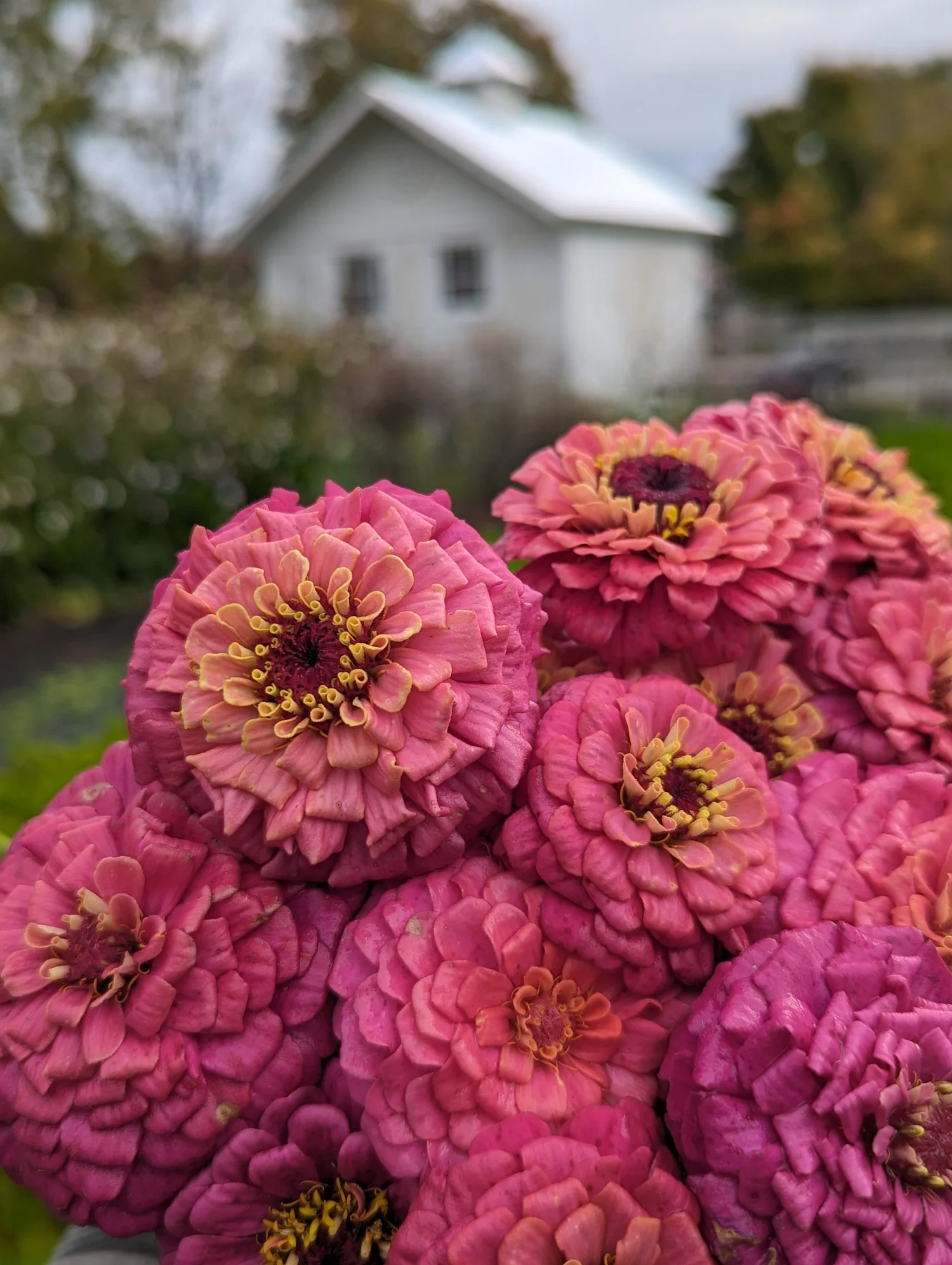 How to Grow: Zinnias — Three Acre Farm