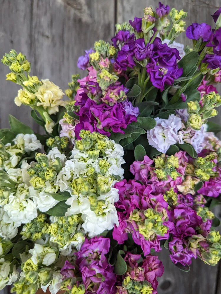How to Grow Stock — Three Acre Farm