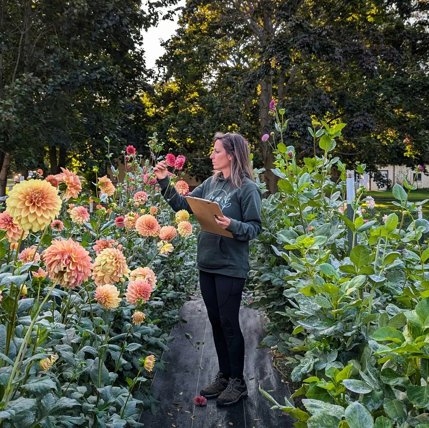It’s Dahlia Evaluation Time on the Farm! — Three Acre Farm
