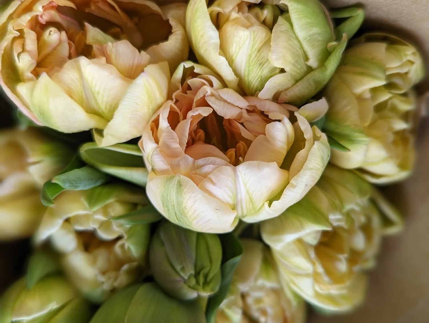 8 Great Tulips for Cut Flower Use — Three Acre Farm