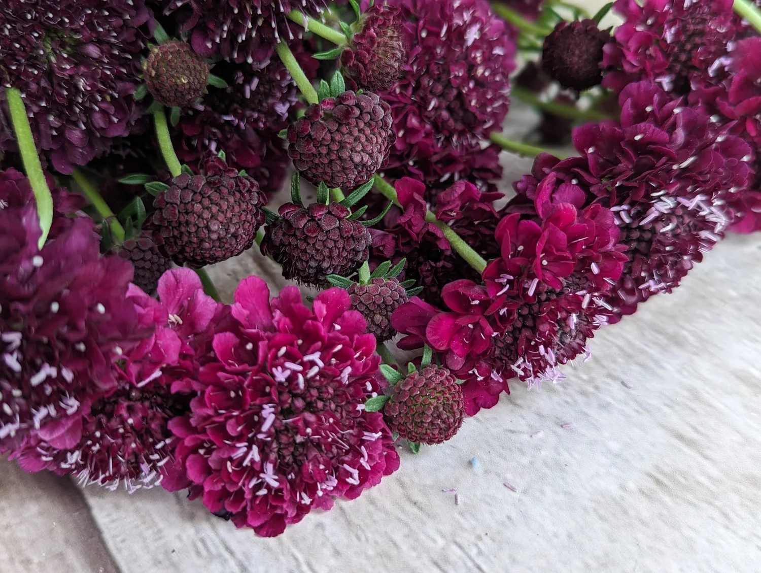How to Grow Scabiosa — Three Acre Farm
