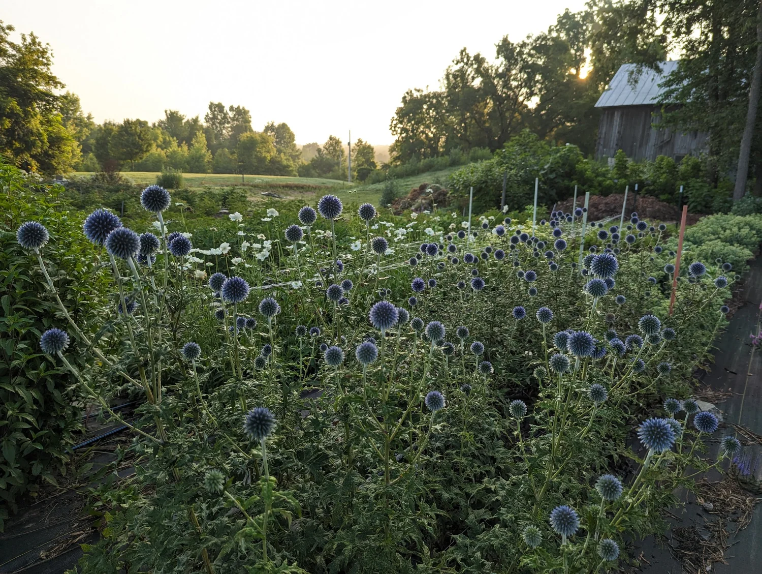 Best Perennials for the Cut Flower Garden — Three Acre Farm
