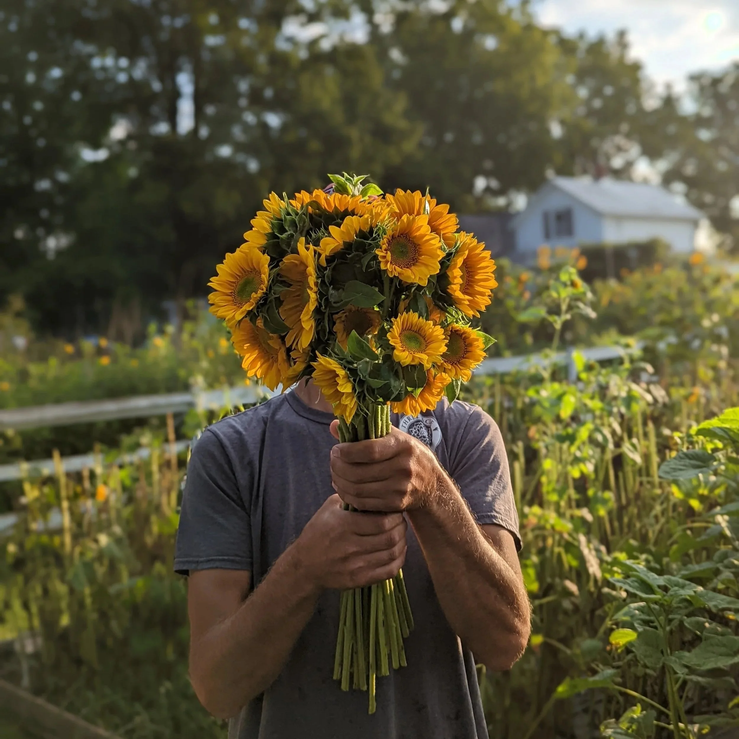 5 Easy to Grow Cut Flowers for Beginners — Three Acre Farm