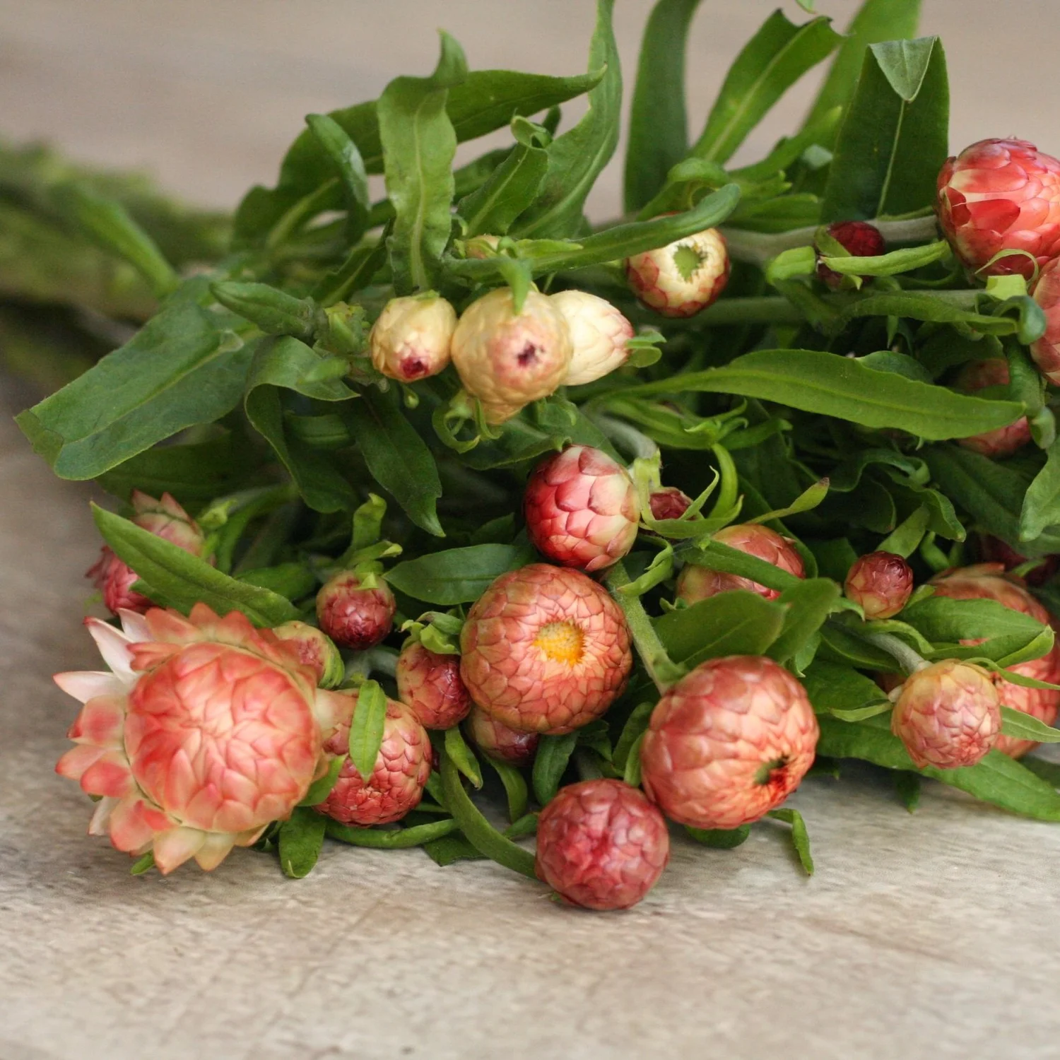 How to Grow: Strawflowers — Three Acre Farm