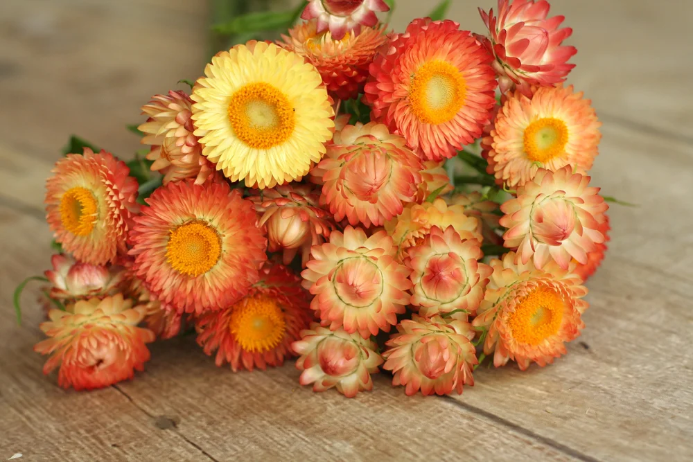 How to Grow: Strawflowers — Three Acre Farm