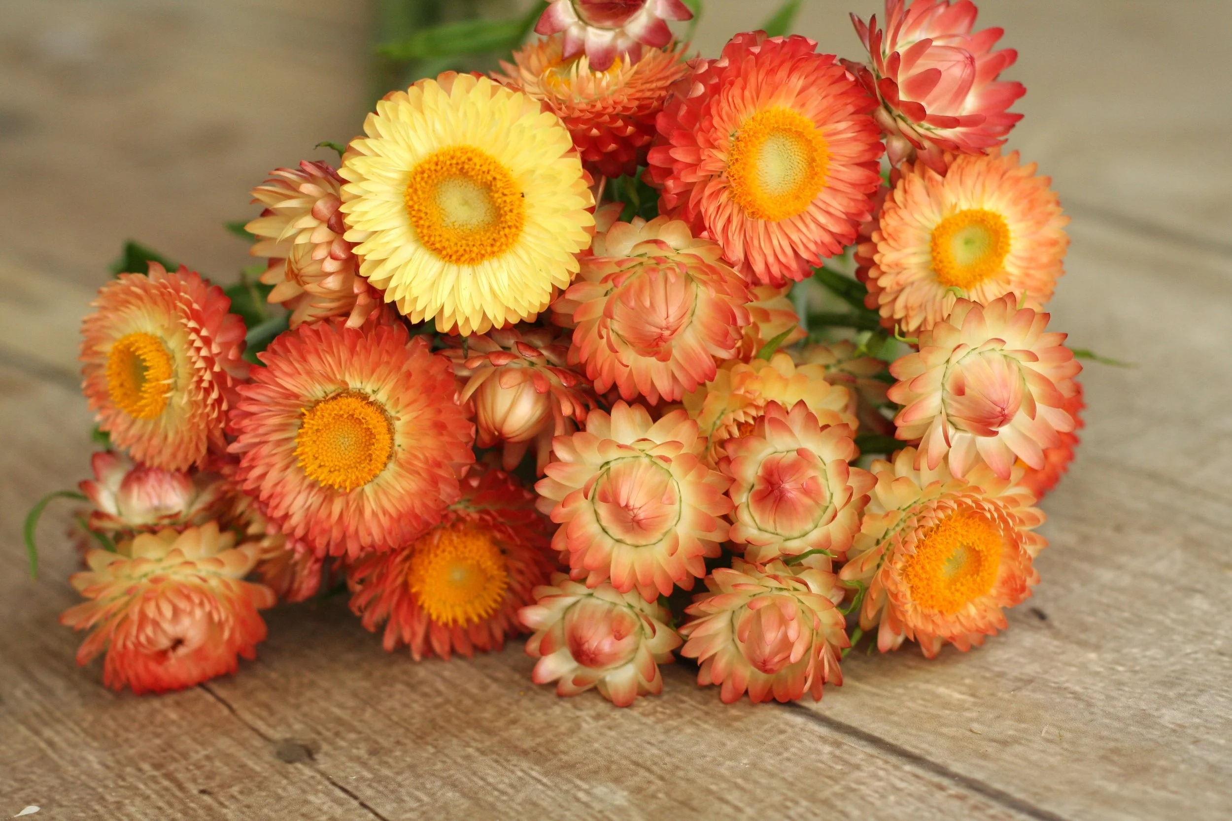 How to Grow: Strawflowers — Three Acre Farm