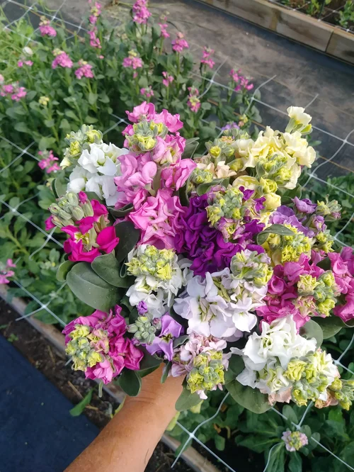 How to Grow Stock — Three Acre Farm