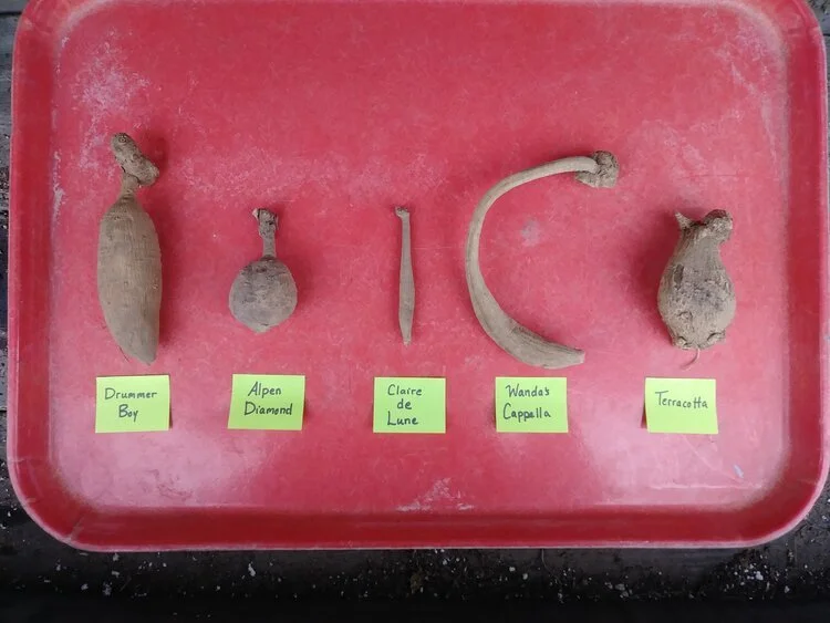 Dahlias — Three Acre Farm