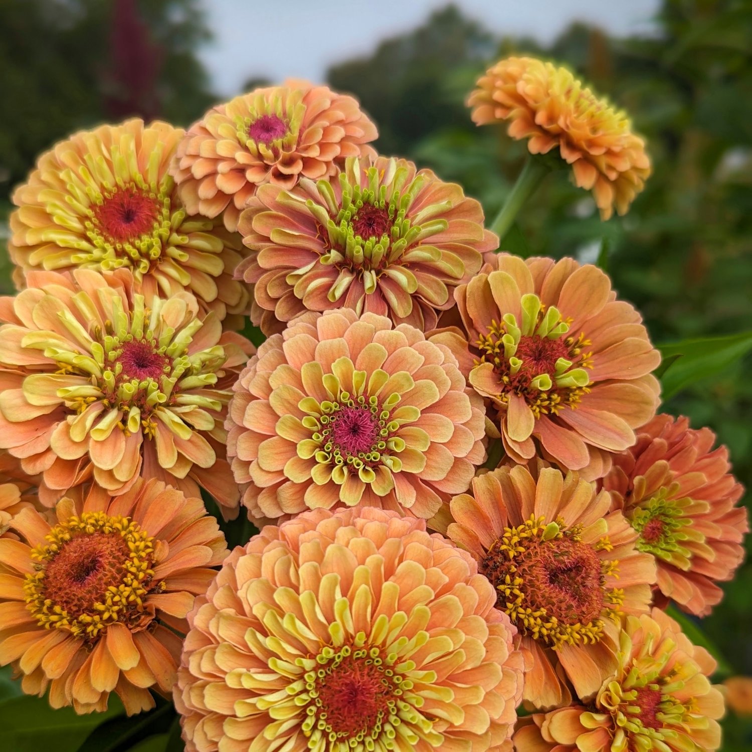 5 Easy to Grow Cut Flowers for Beginners — Three Acre Farm