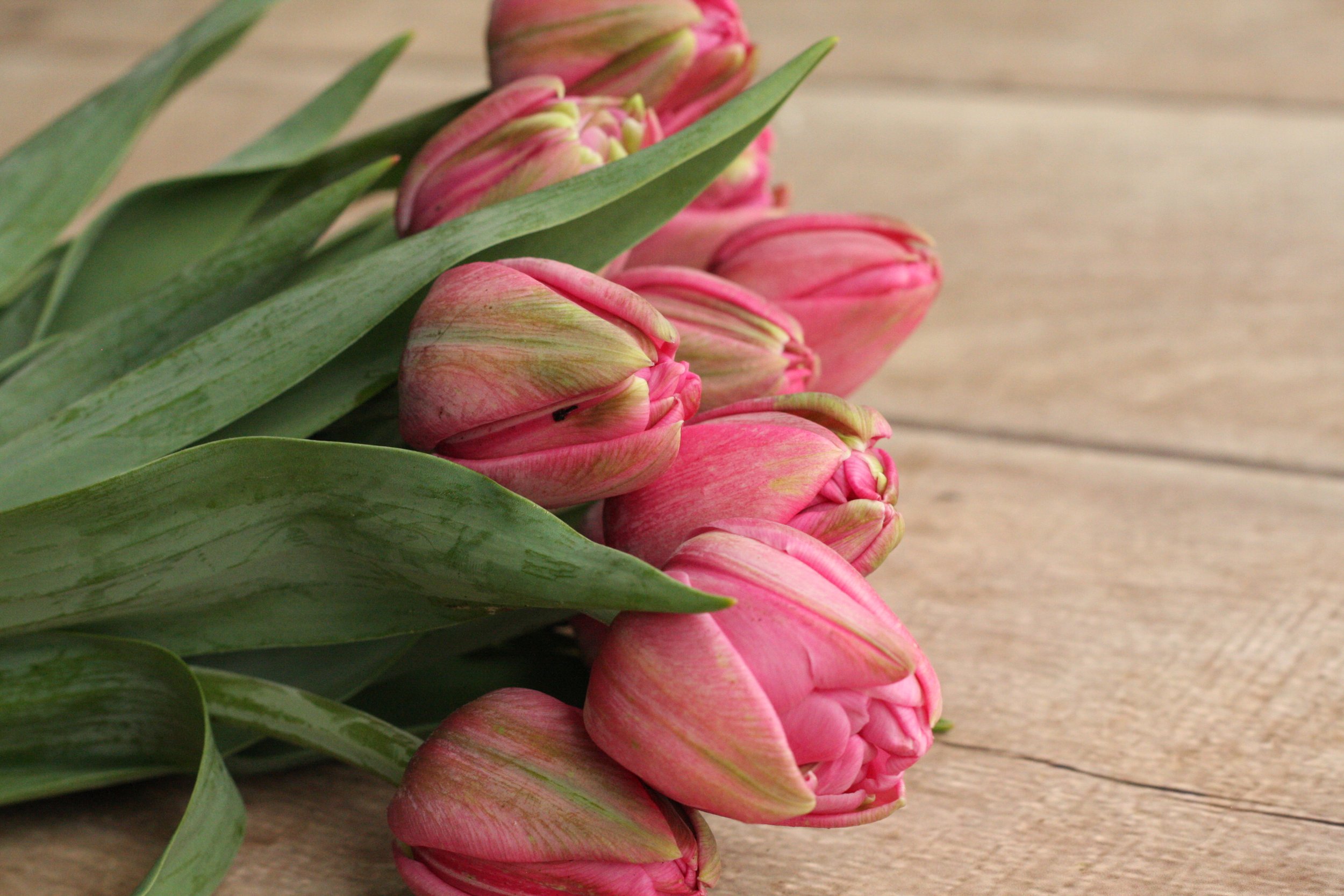 8 Great Tulips for Cut Flower Use — Three Acre Farm