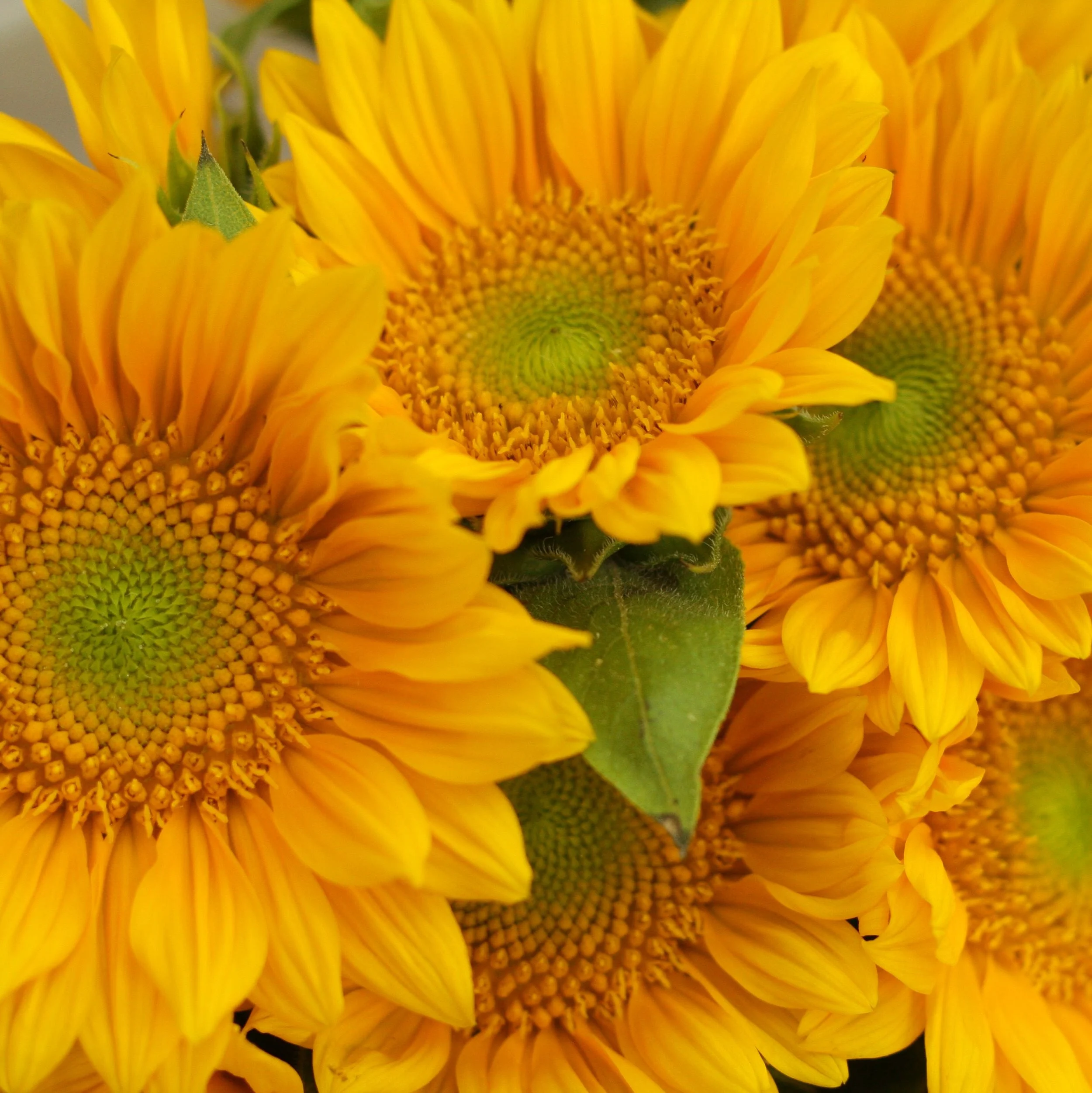 5 Easy to Grow Cut Flowers for Beginners — Three Acre Farm